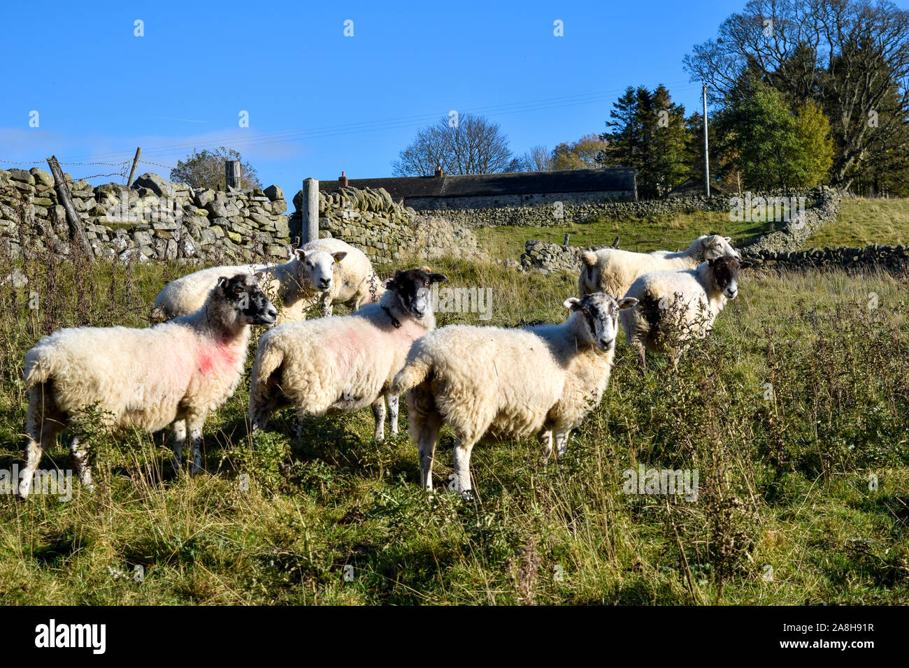 Alston moor hi-res stock photography and images - Alamy