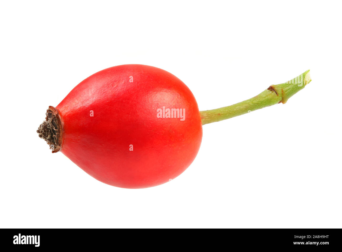Single rosehip (Rosa Canina fruit) isolated on white background Stock ...
