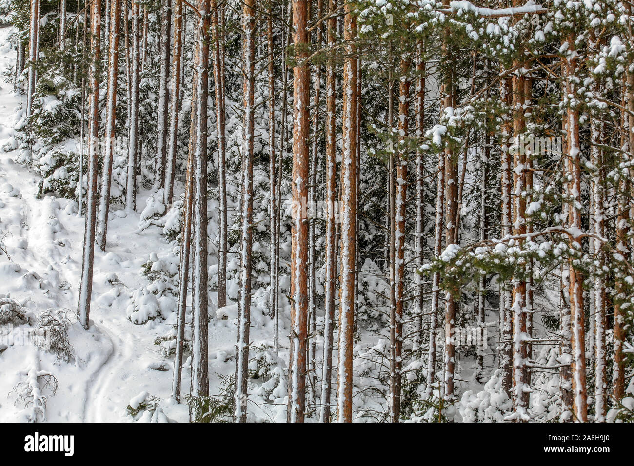 Tree trunks frozen in ice hi-res stock photography and images - Alamy