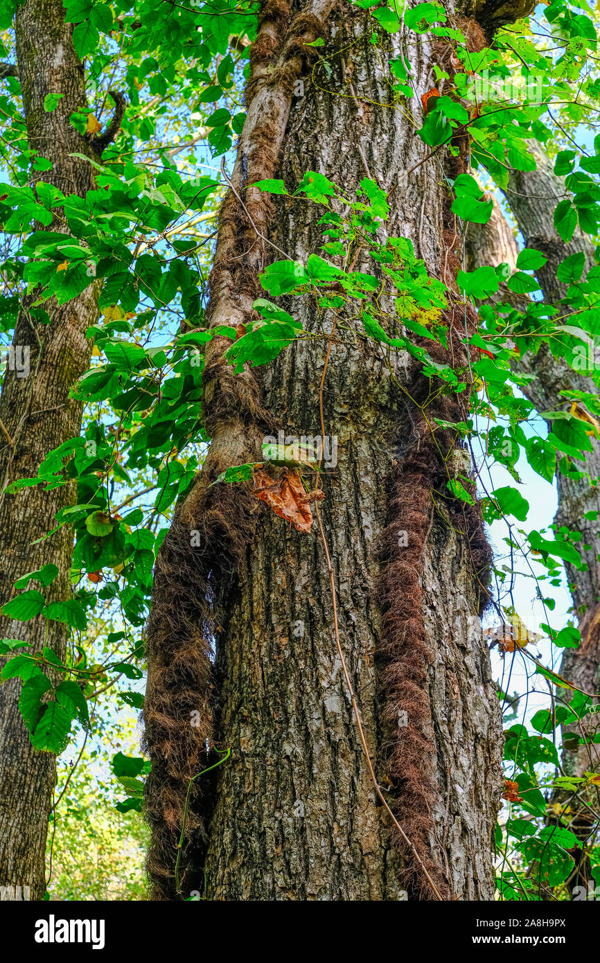 Clinging vines tree hi-res stock photography and images - Alamy