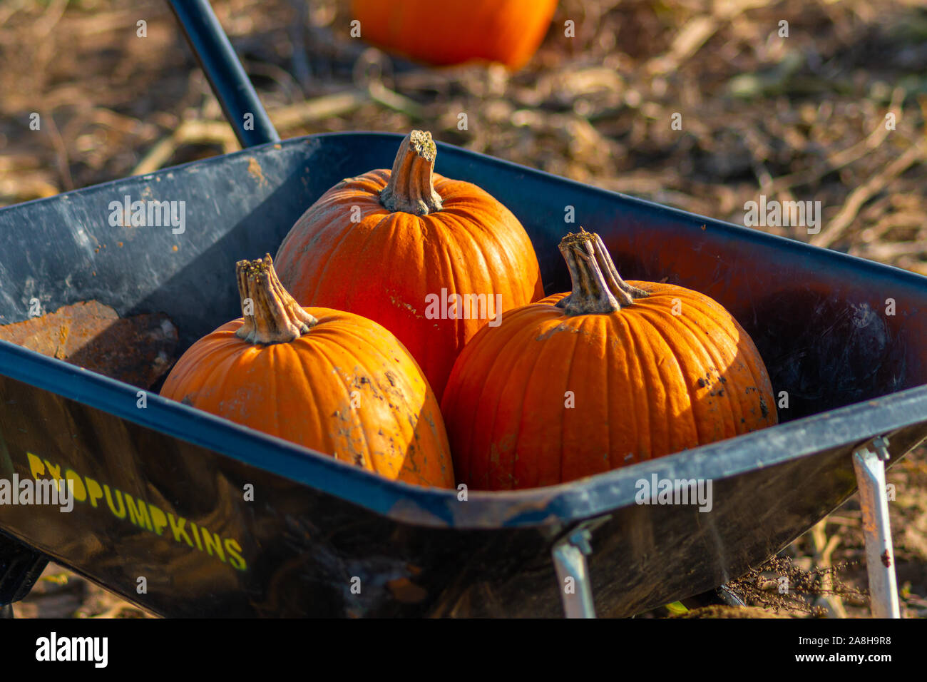 A field of pumpkins at halloween time. This field is on a farm in the ...