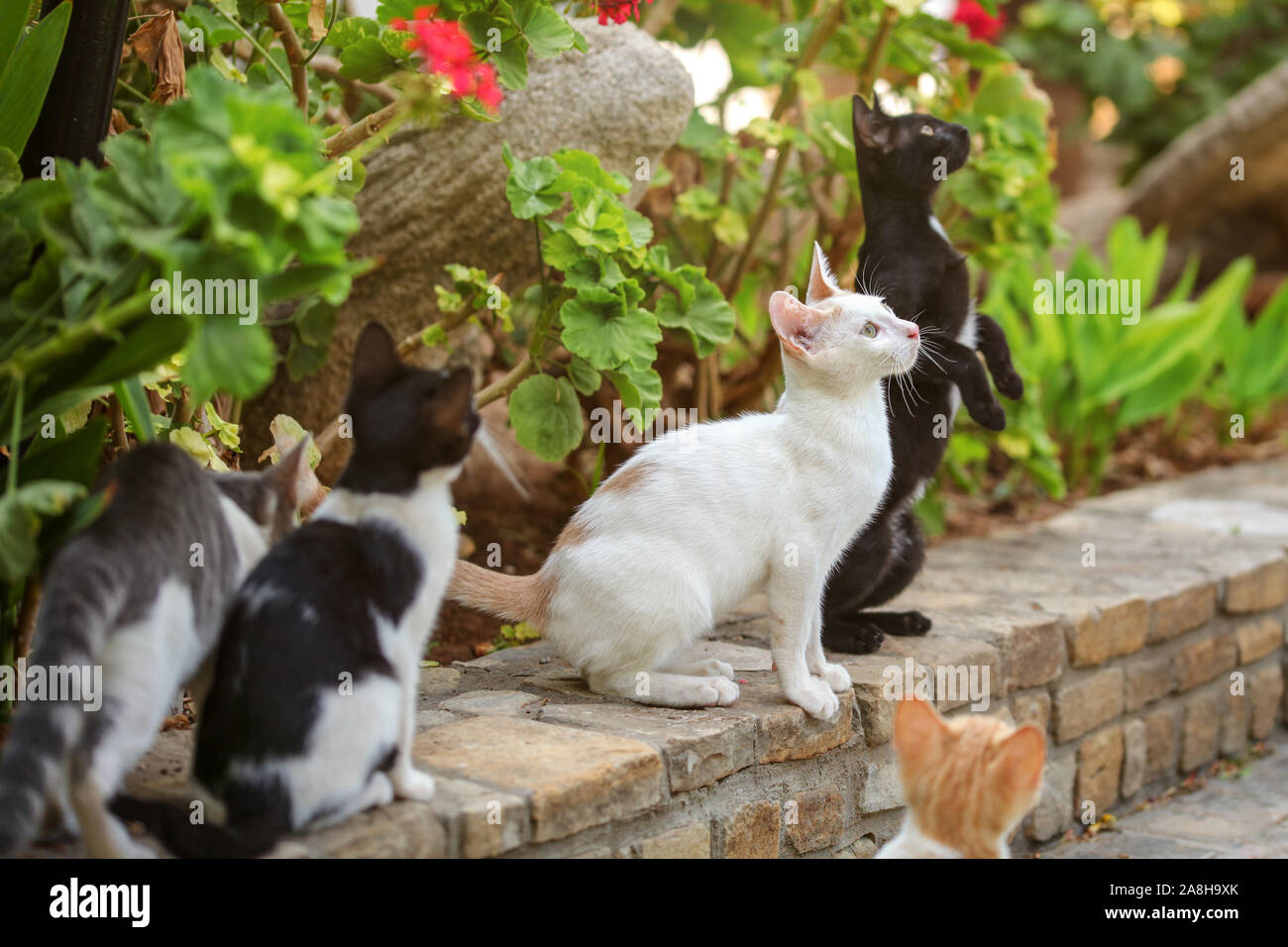 Group of stray cats hi-res stock photography and images - Alamy