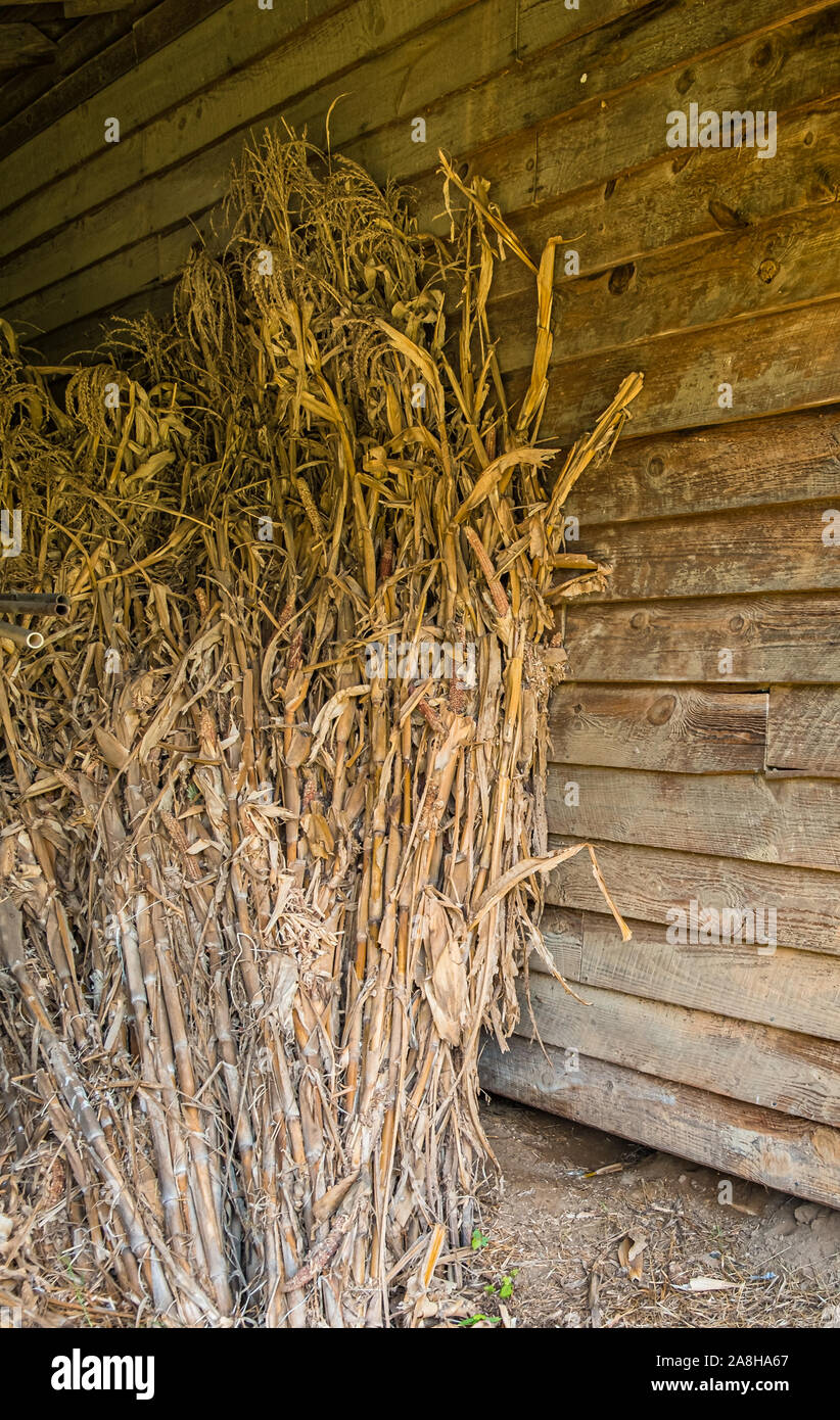 Old Hay in an abandoned Barn Stock Photo - Alamy