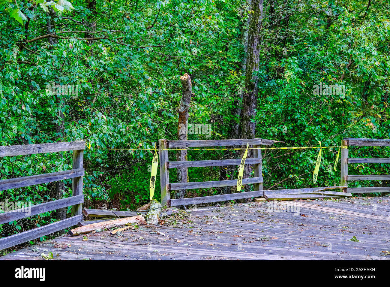 Tree damage treated hi-res stock photography and images - Alamy