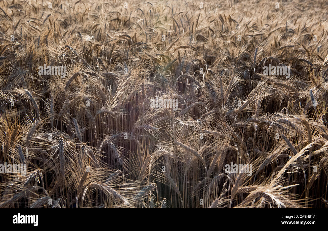 Fields of wheat blowing in the wind Stock Photo - Alamy