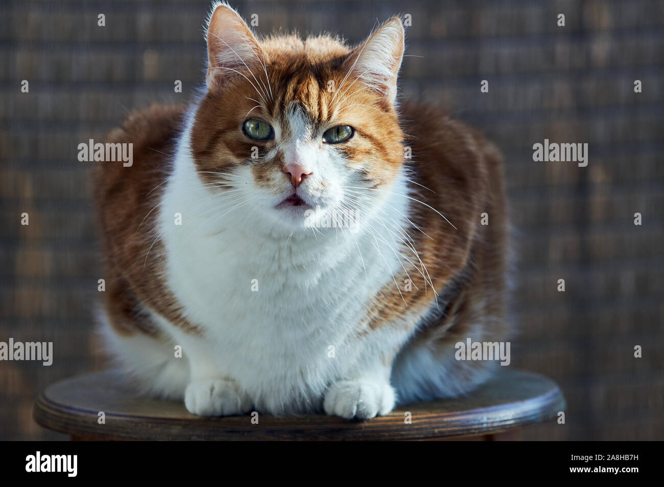 Portrait of an ginger and white, adult European cat Stock Photo - Alamy