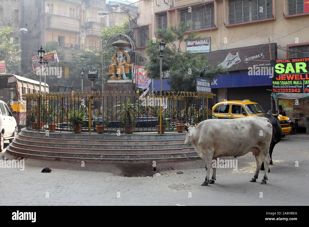 Cows roam the streets of Kolkata, West Bengal, India Stock Photo - Alamy