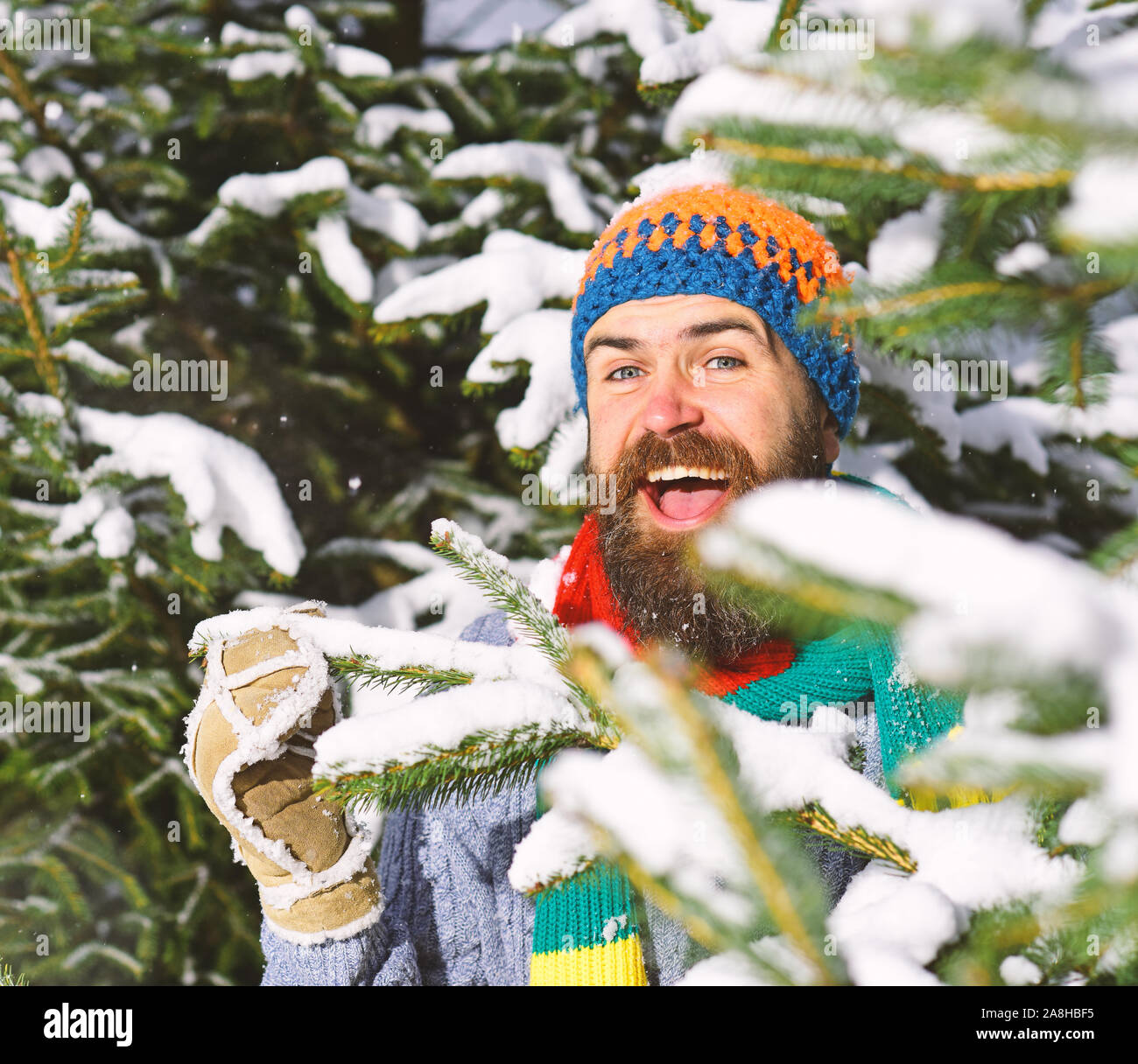 Macho with beard and mustache hiding between firtrees branches. Guy ...