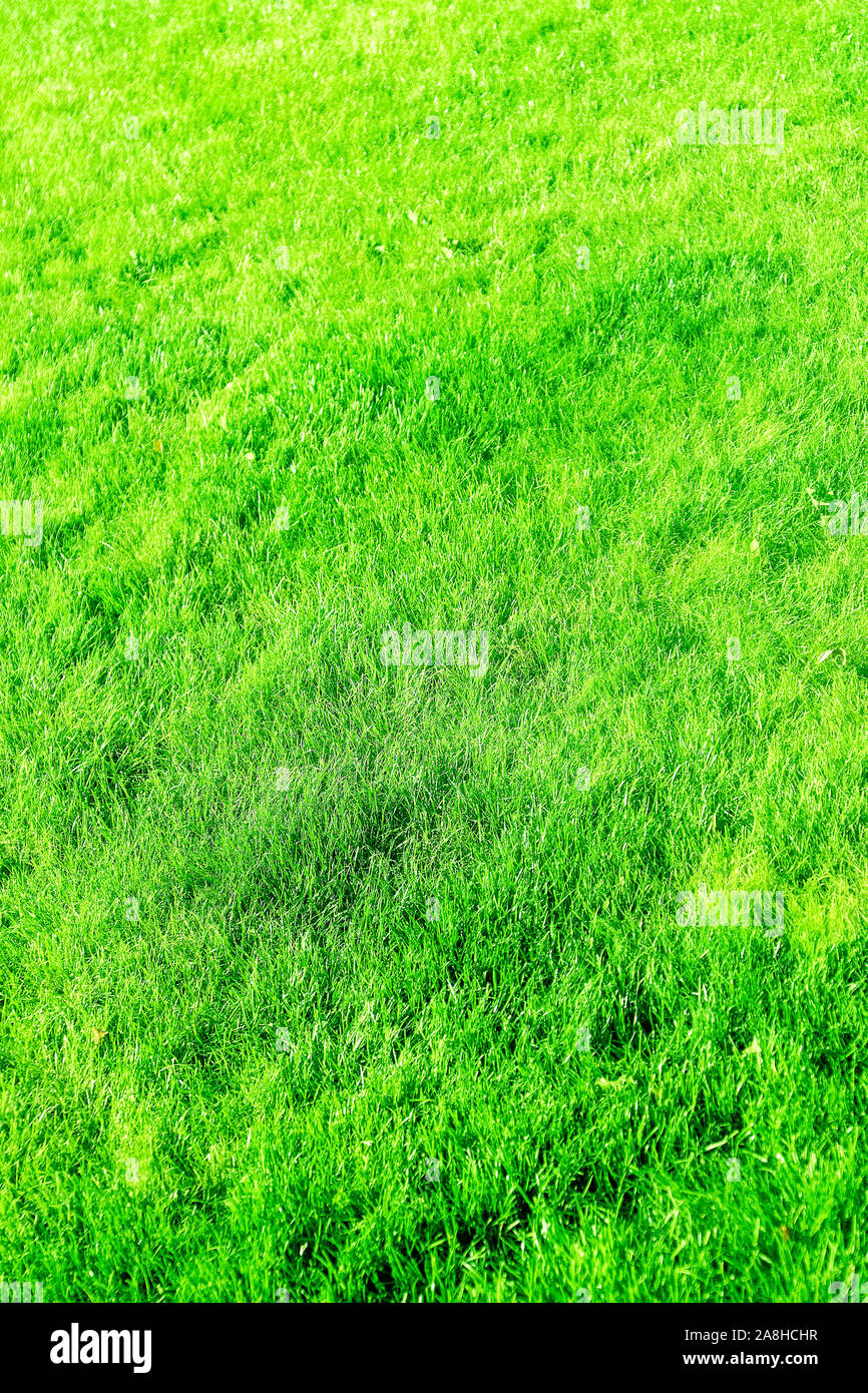 Nature, garden and golf landscape concept - Grass field background ...