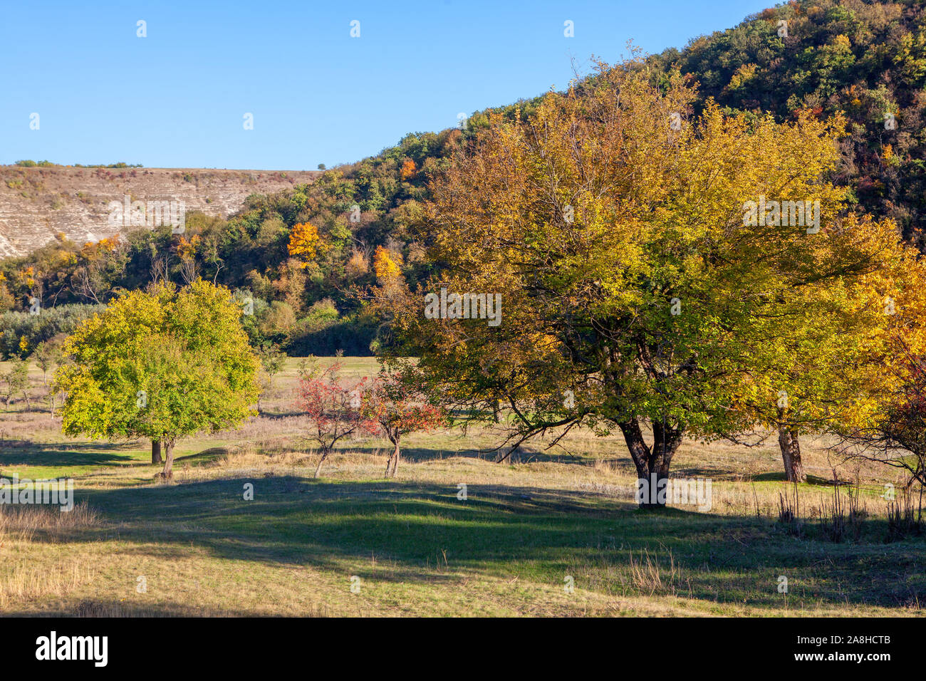 autumnal trees with colorful branches Stock Photo - Alamy