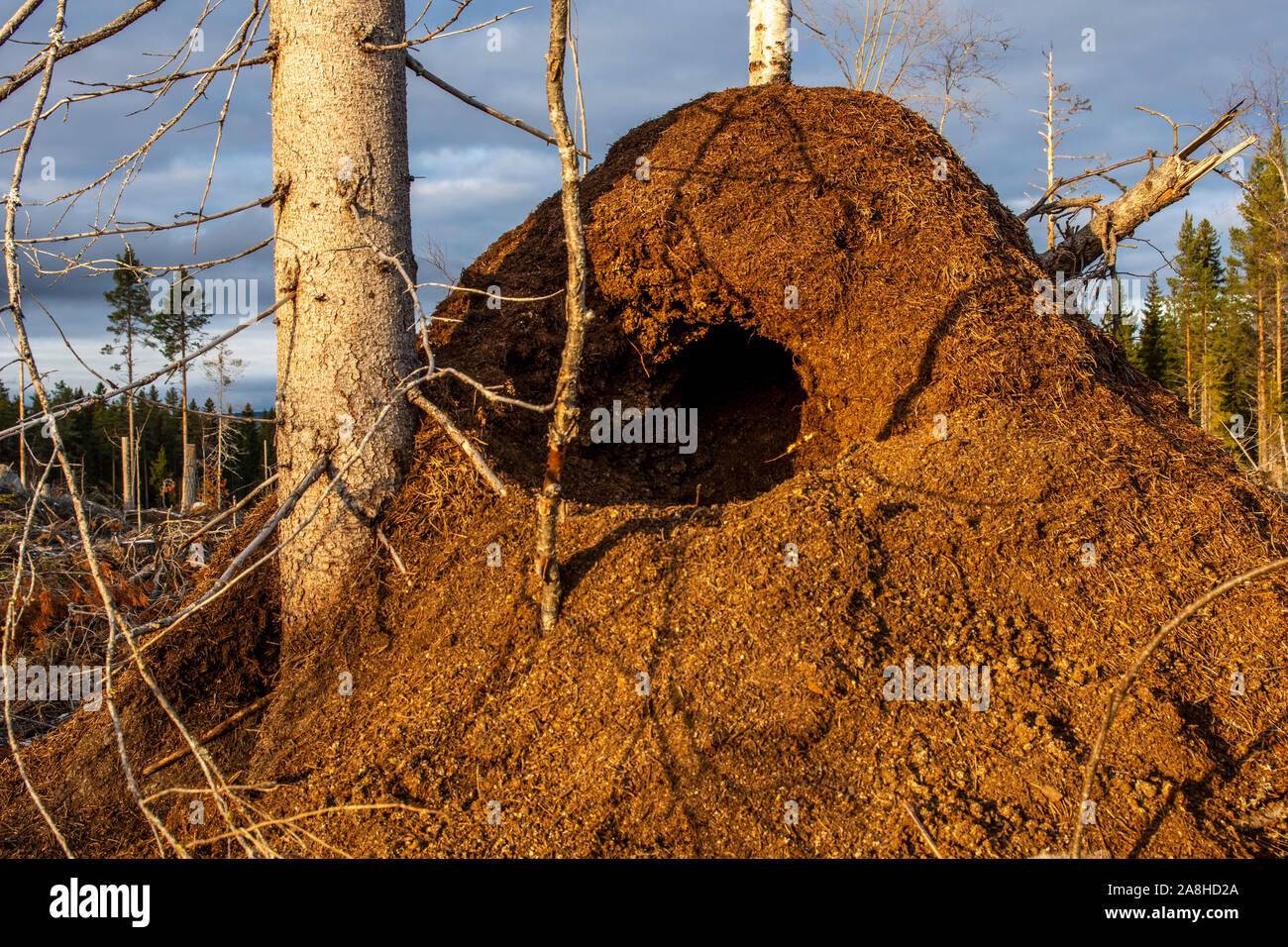 Giant Ant Hill Excavated