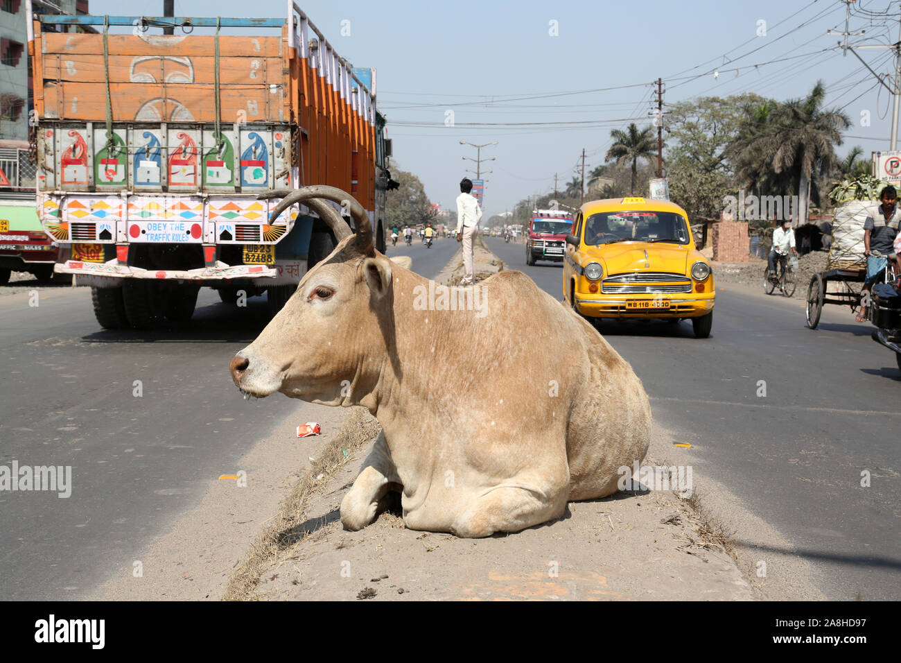 Cow resting between two lanes of a busy street in Kolkata, West Bengal ...