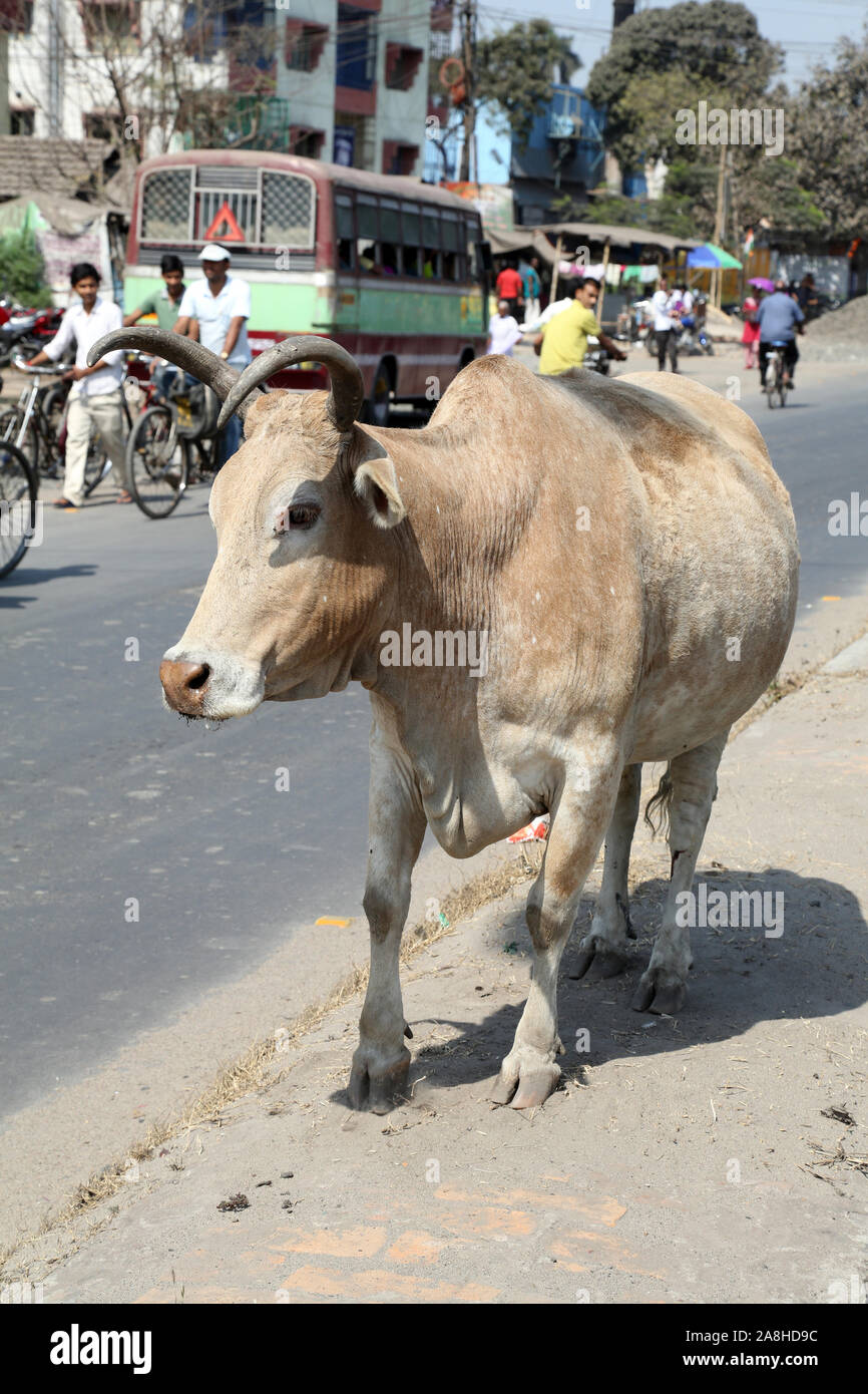 Cow on indian street hi-res stock photography and images - Alamy
