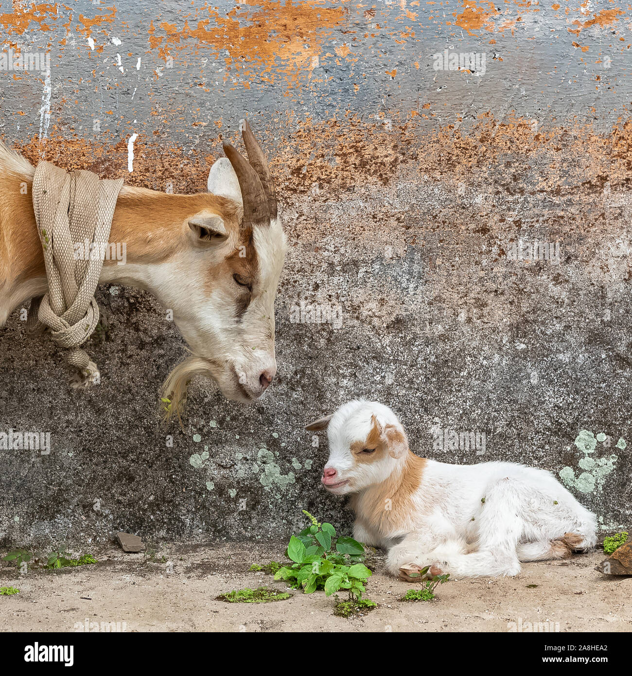 Baby Goat Mother High Resolution Stock Photography and Images - Alamy