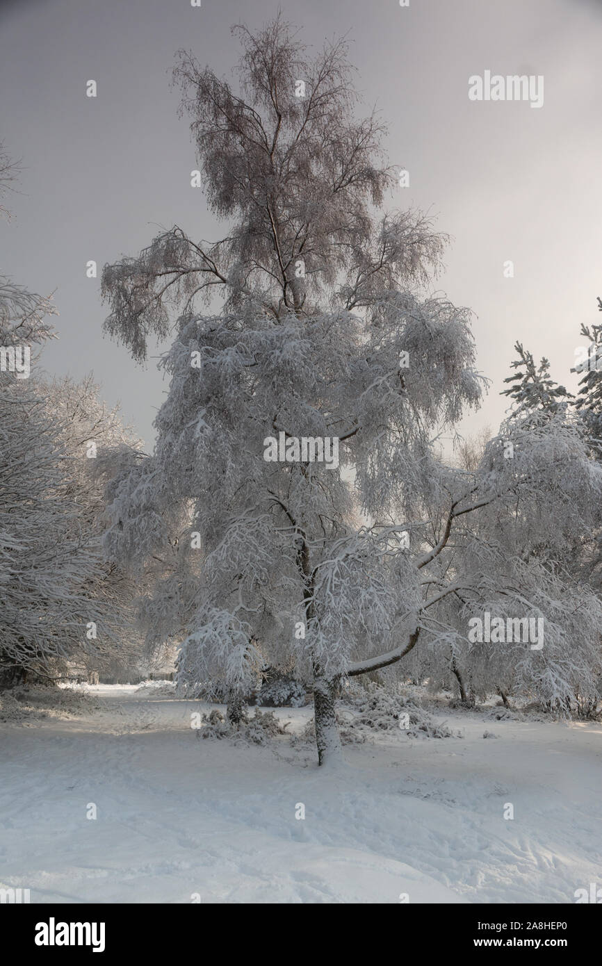 Hindhead Snow National Trust Tree Stock Photo - Alamy