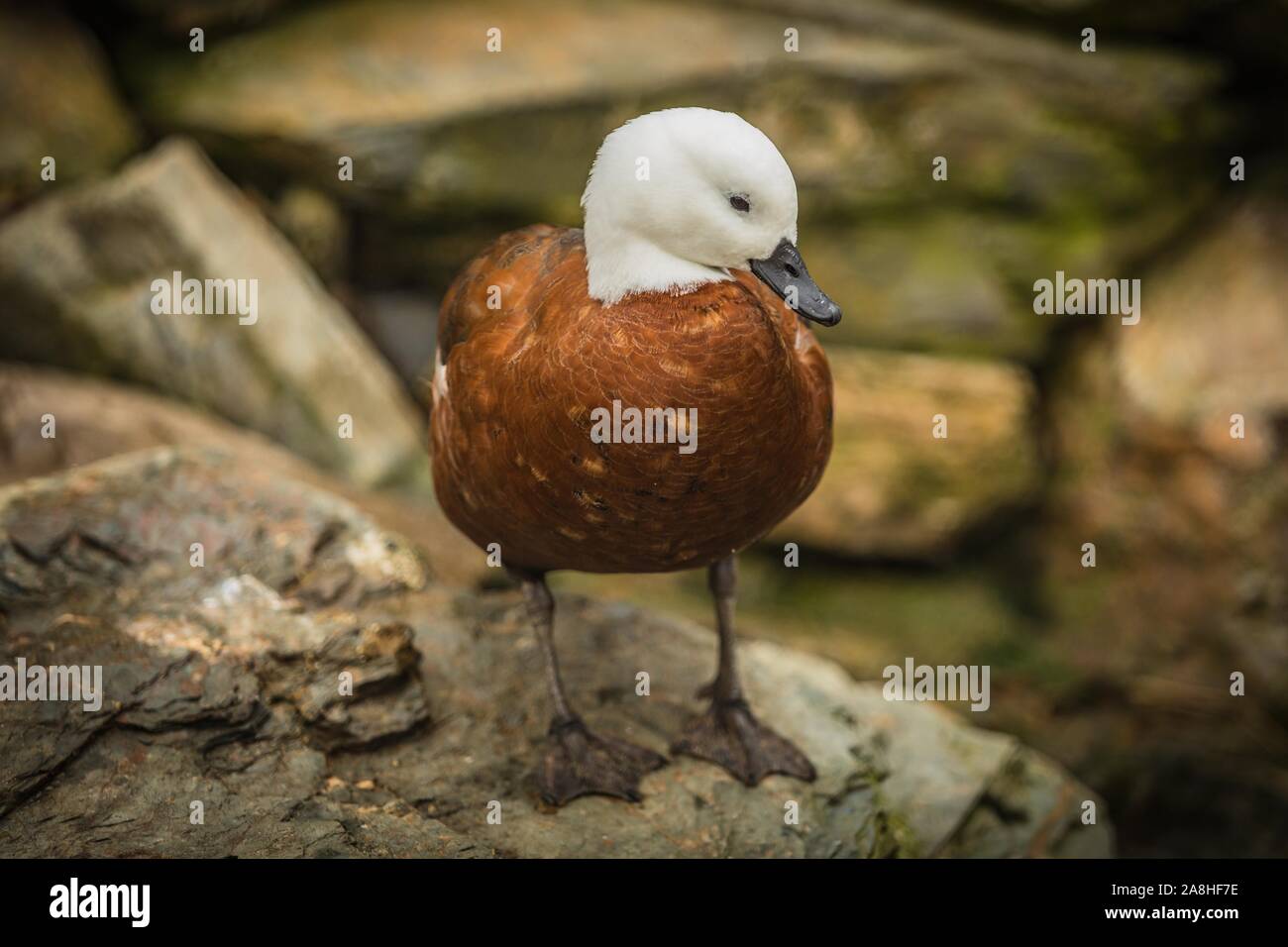 Black and white shelduck hi-res stock photography and images - Alamy