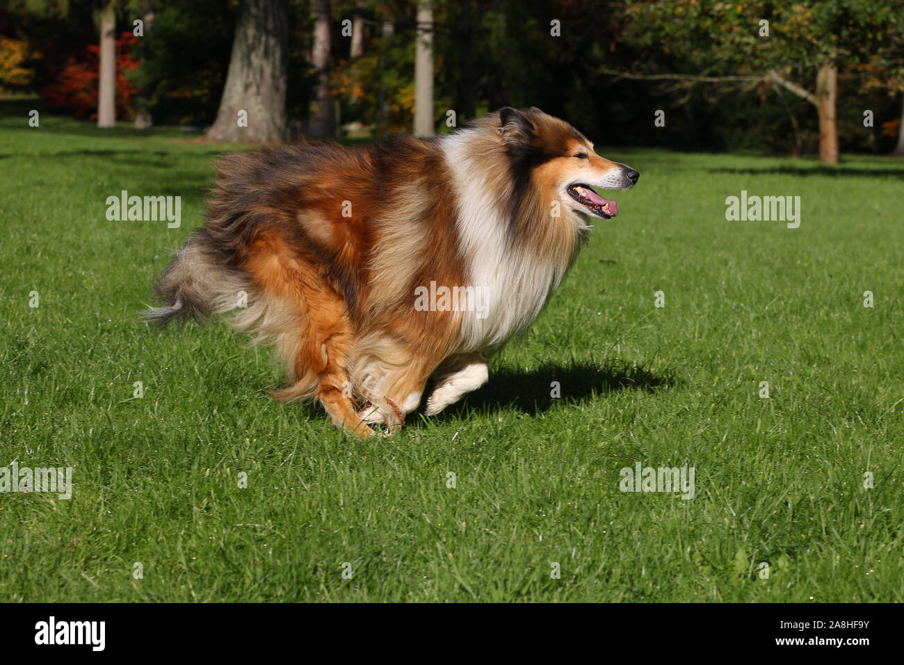 Blue merle rough collie hi-res stock photography and images - Alamy