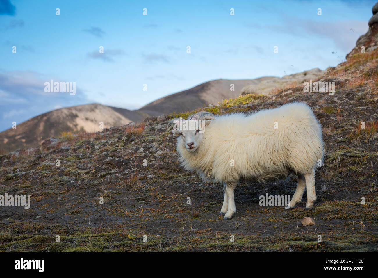 Schafe sheep hi-res stock photography and images - Alamy