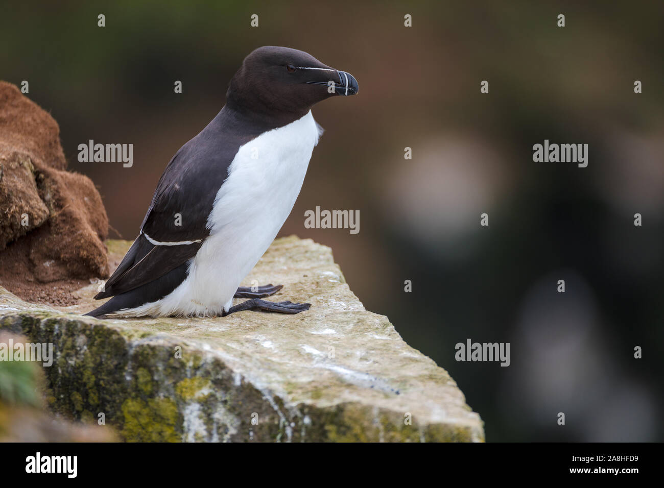 Dressed bird hi-res stock photography and images - Alamy