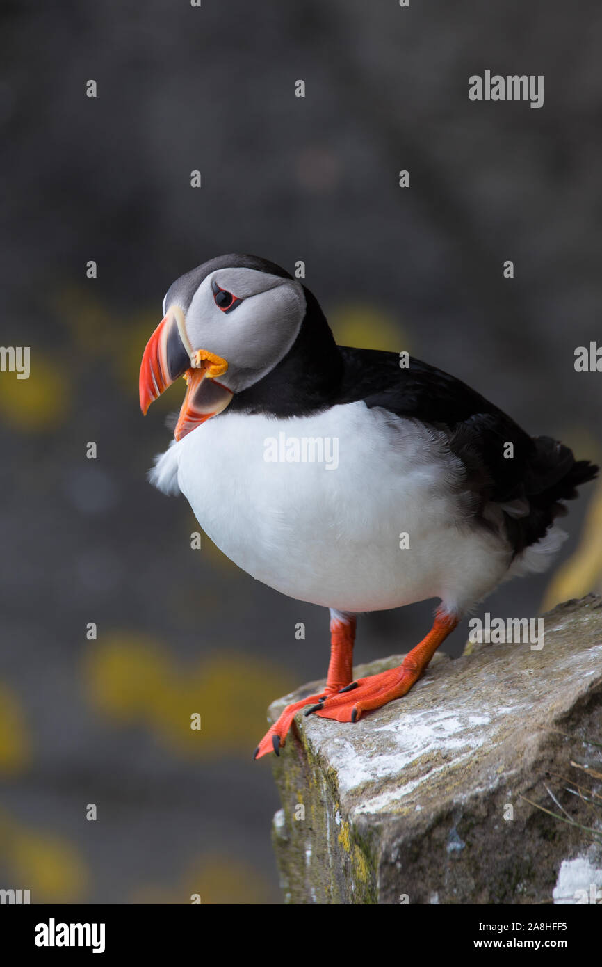 Shouting bird hi-res stock photography and images - Alamy