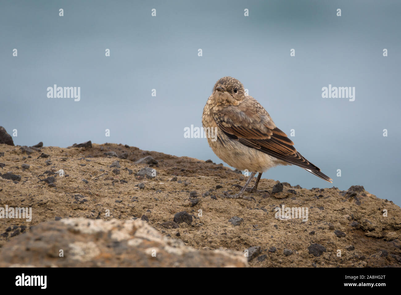 Beautiful small birds hi-res stock photography and images - Alamy