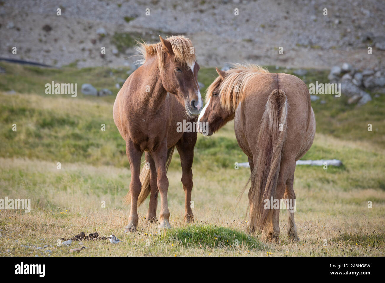 Riding with wild horses hi-res stock photography and images - Alamy