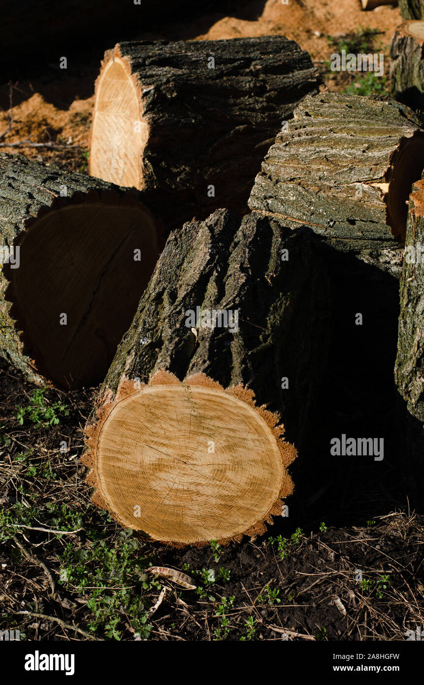 Stack of construction raw timber in sawmill yard Stock Photo - Alamy