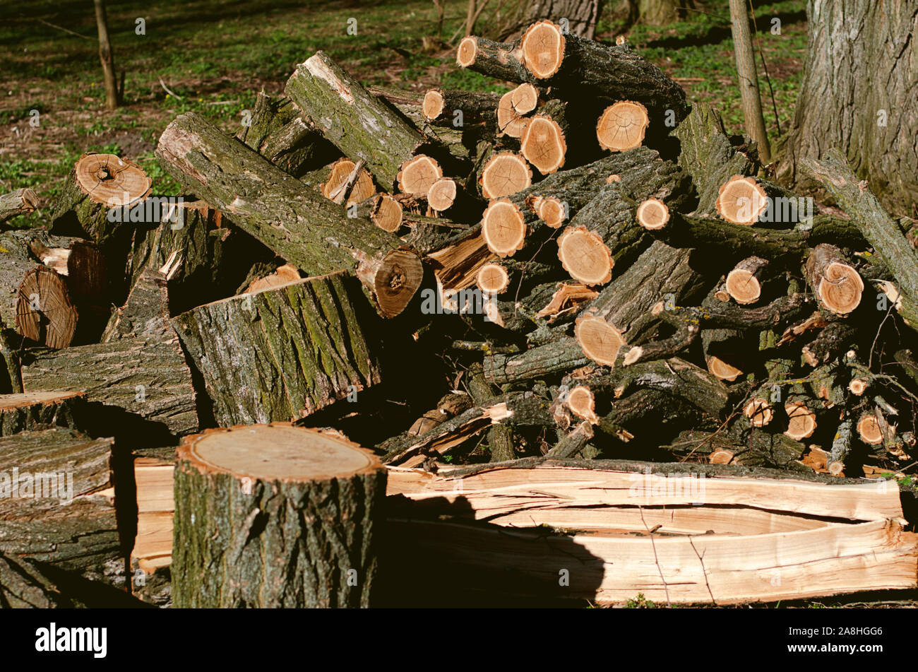 Stack of construction raw timber in sawmill yard Stock Photo - Alamy