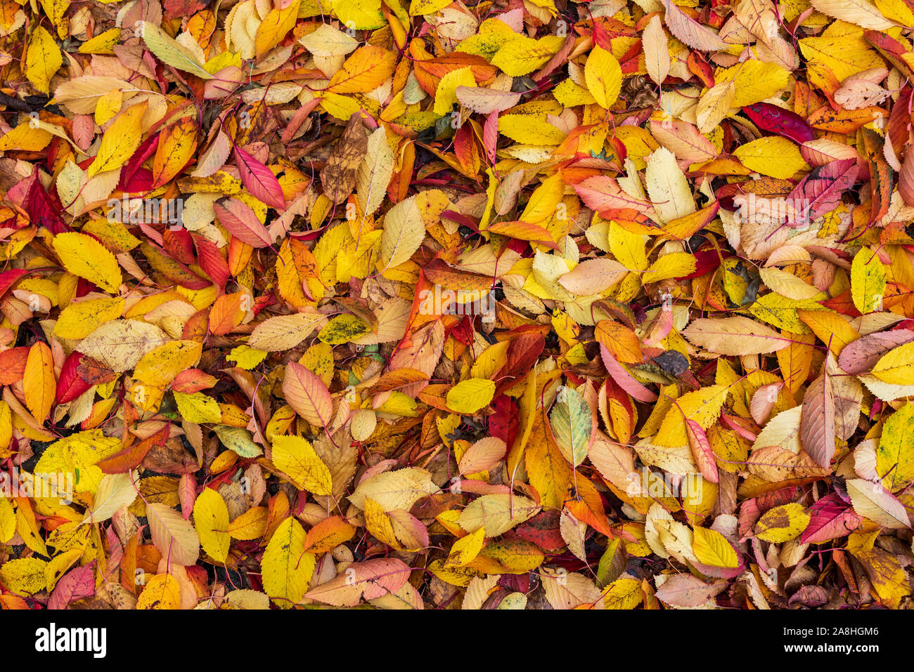golden leaves,autumn leaves,fallen leaves,fall leafdrop Stock Photo - Alamy