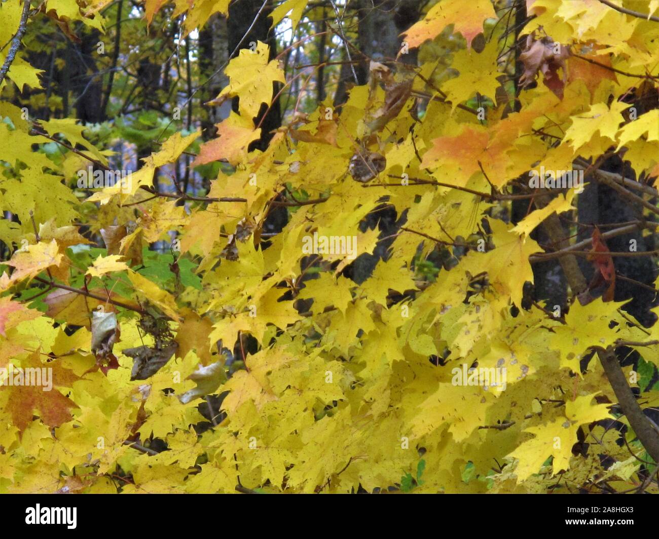 Branches of golden maple leaves in fall Stock Photo - Alamy