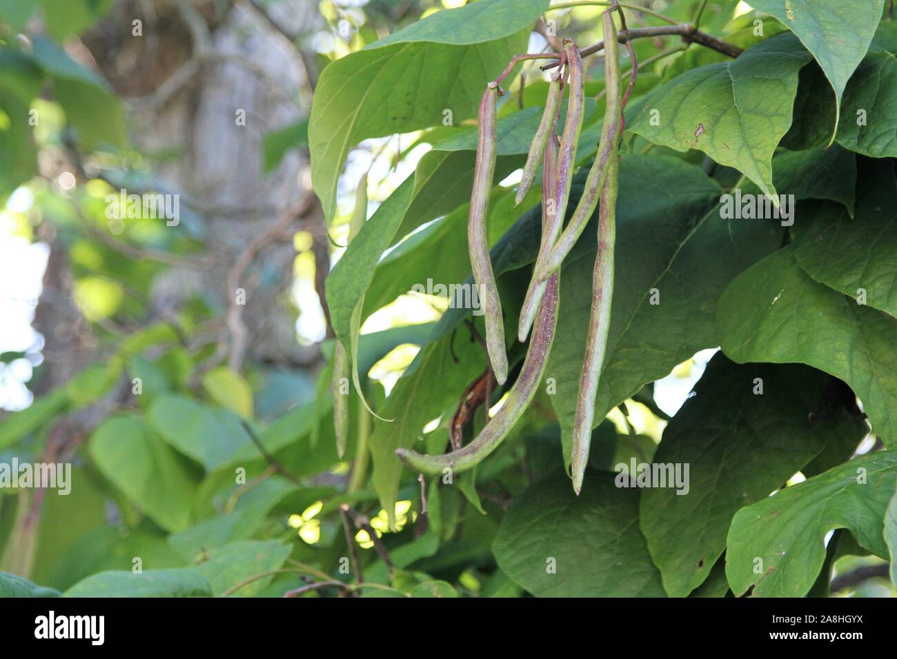 Long green beans hanging from a bush Stock Photo - Alamy