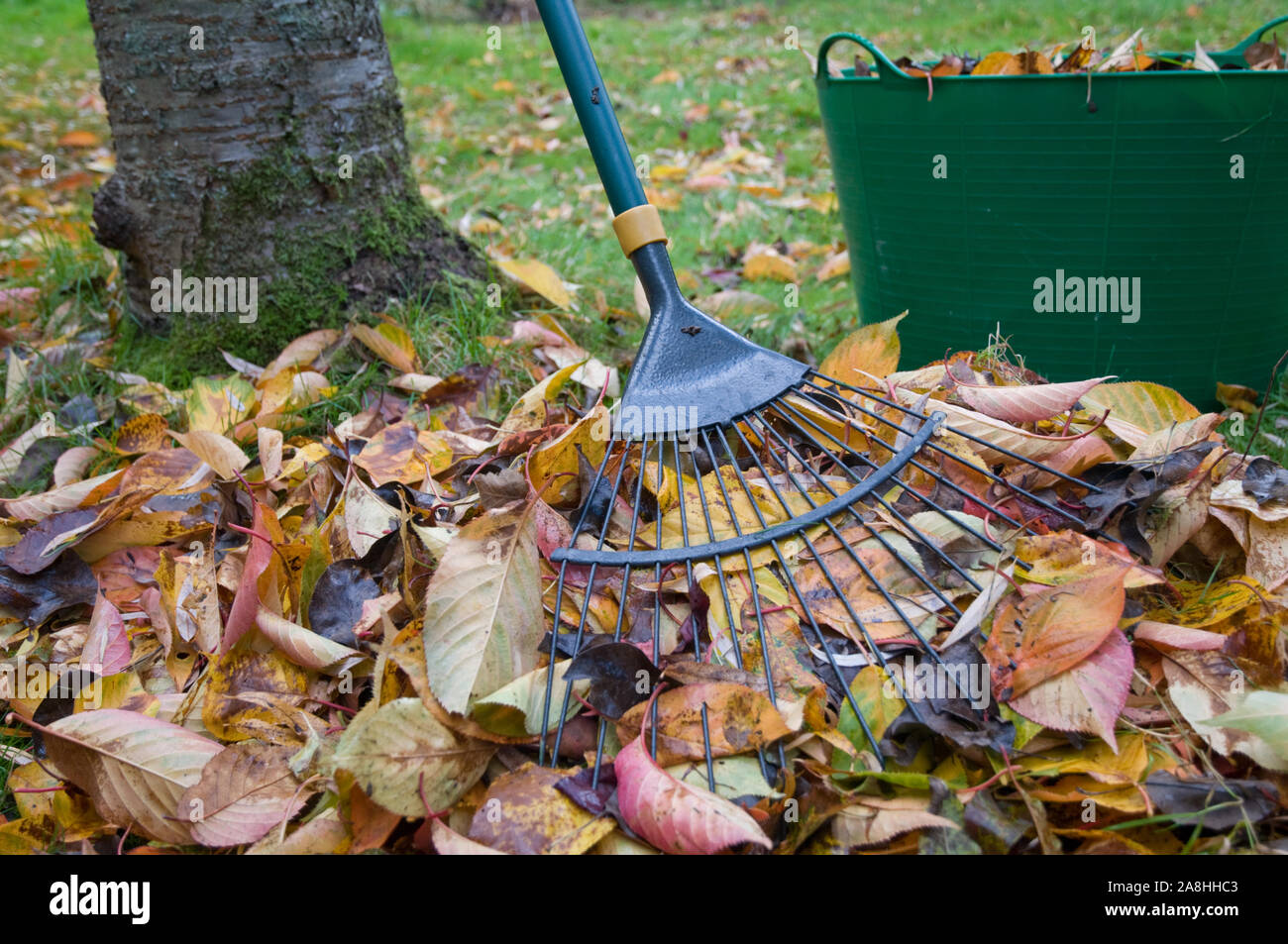 A rake leaning against a tree with a pile of fallen autumn leaves and ...