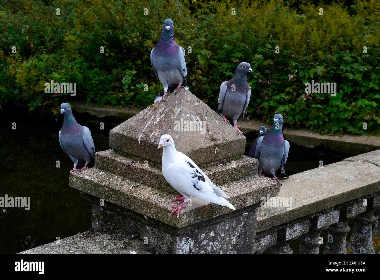 Pigeons on a bridge at Coombe Abbey Park, Coventry, Warwickshire, UK ...