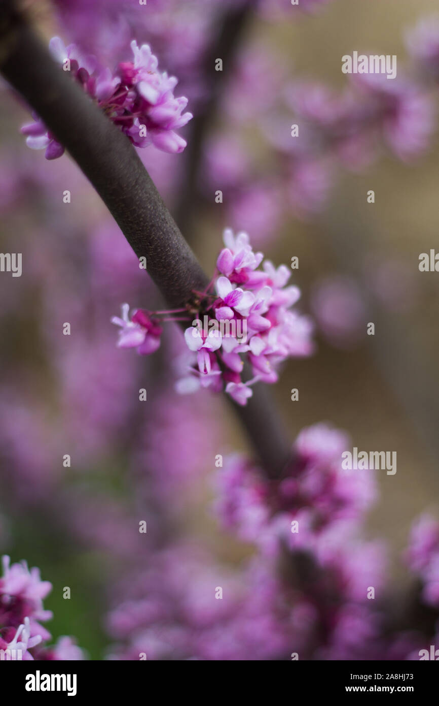 Spring Tree Bloom Stock Photo - Alamy