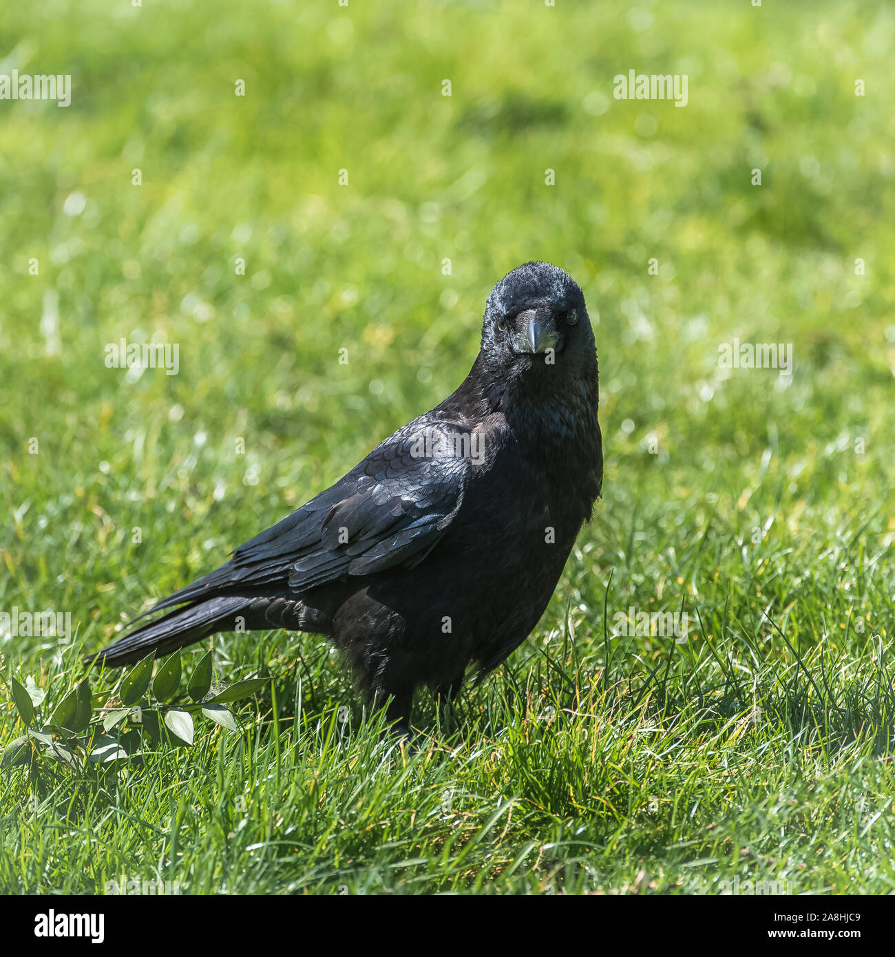 Black crow standing, big bird, portrait Stock Photo - Alamy