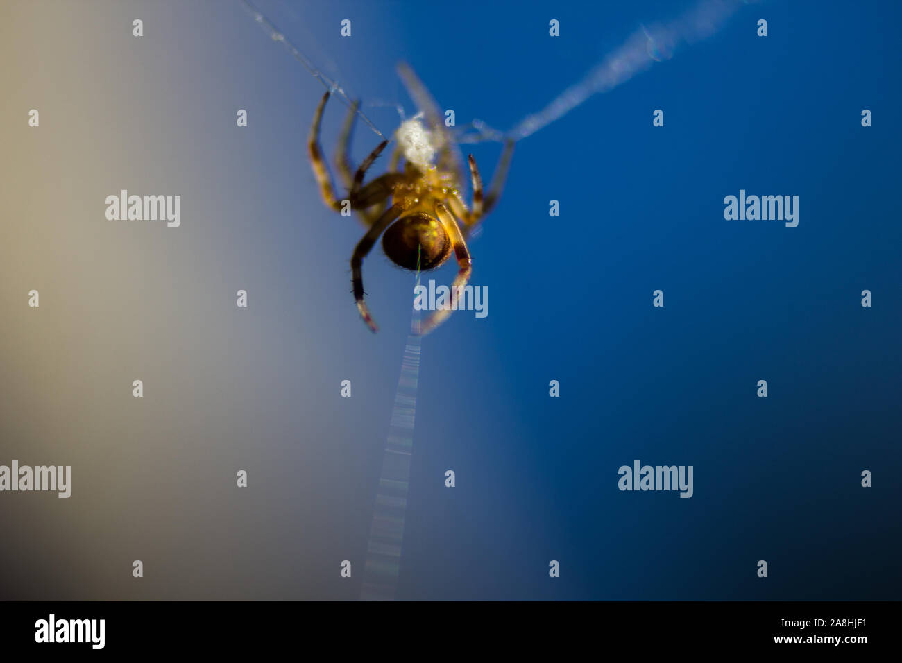 Spider Spinning Silk Stock Photo - Alamy