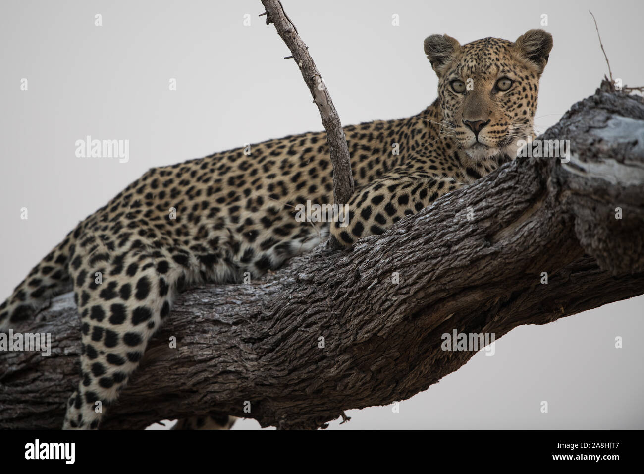 Leopard lying on tree trunk hi-res stock photography and images - Alamy