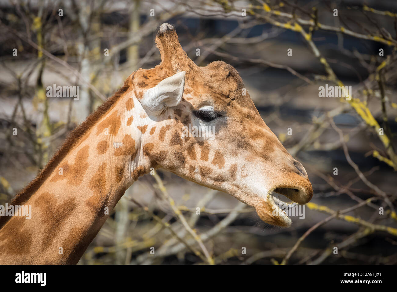 Cute tall cartoon giraffe eating hi-res stock photography and images ...
