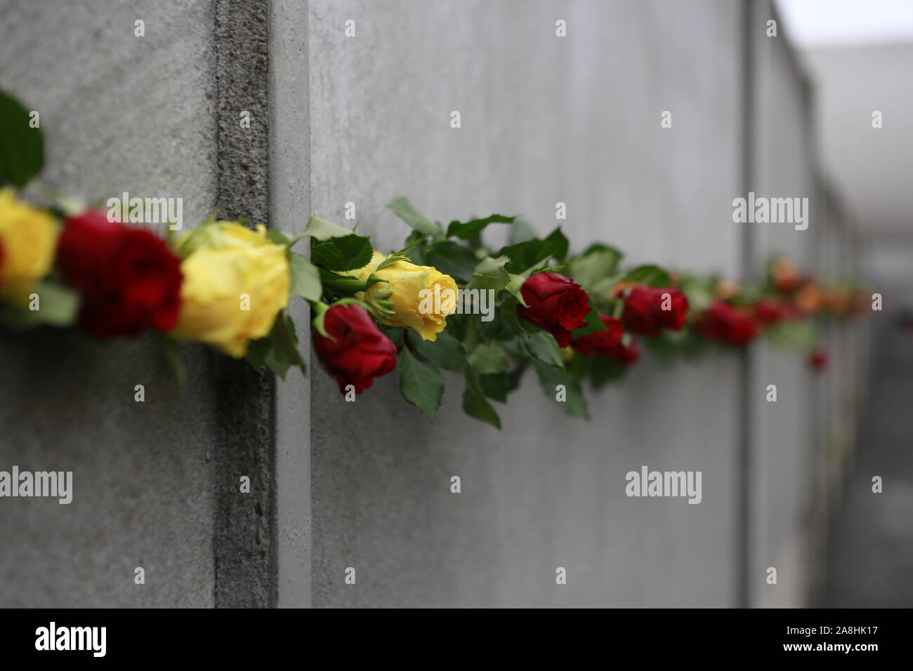 11/09/2019, Berlin, Germany, roses in the back wall Stock Photo - Alamy