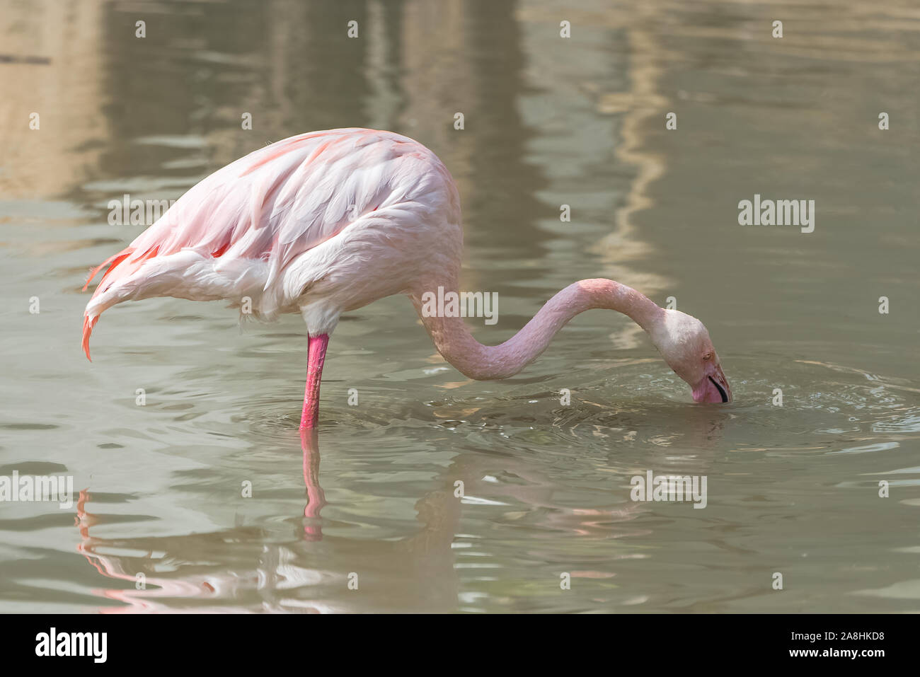 Greater Flamingo, pink bird in a lake in Camargue Stock Photo - Alamy