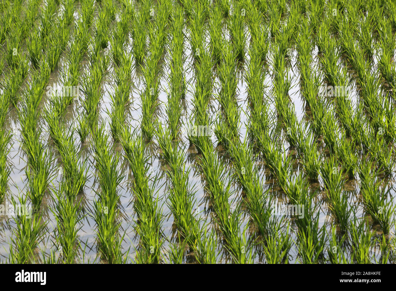A green paddy field in West Bengal, India Stock Photo - Alamy