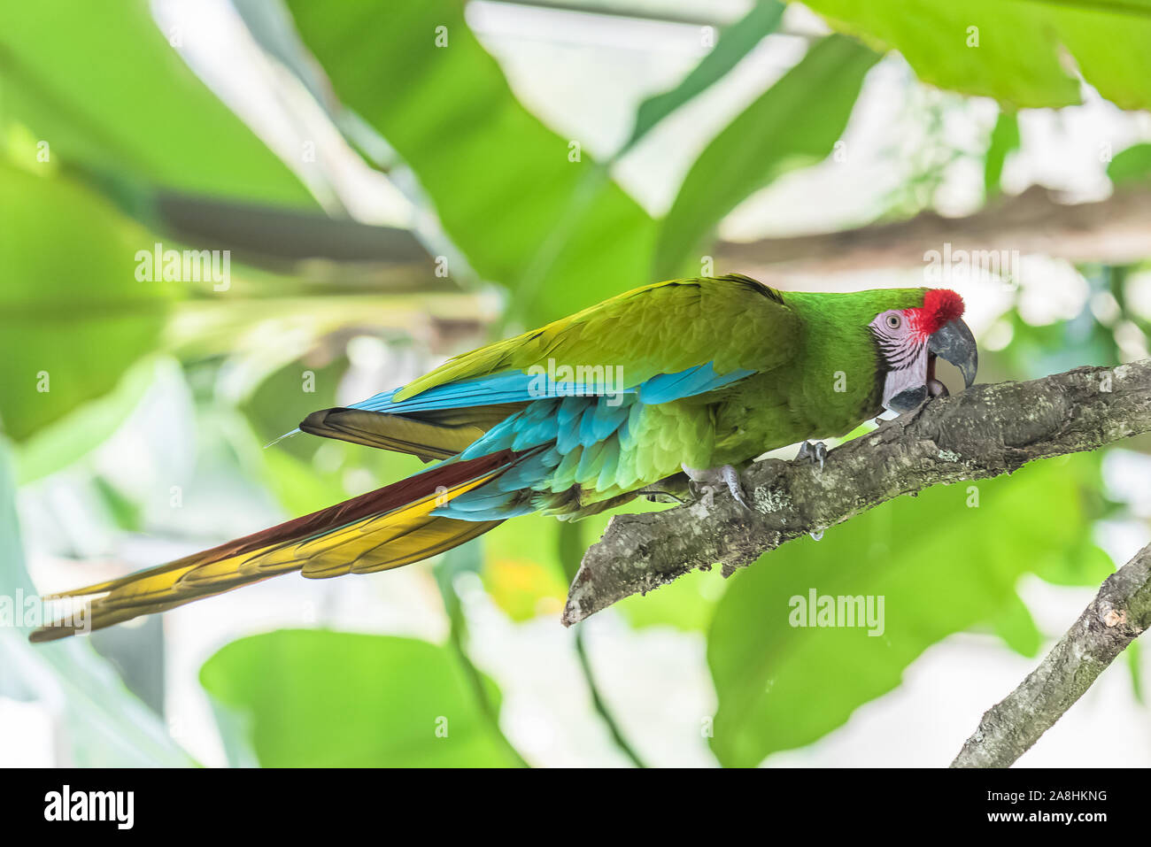 Military Macaw, Ara militaris, funny parrot Stock Photo - Alamy