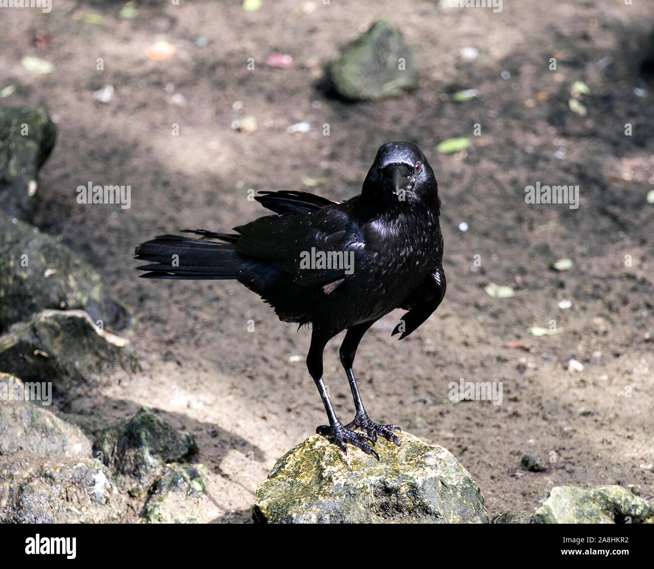 Crow bird standing ion the ground and exposing its black plumage body ...