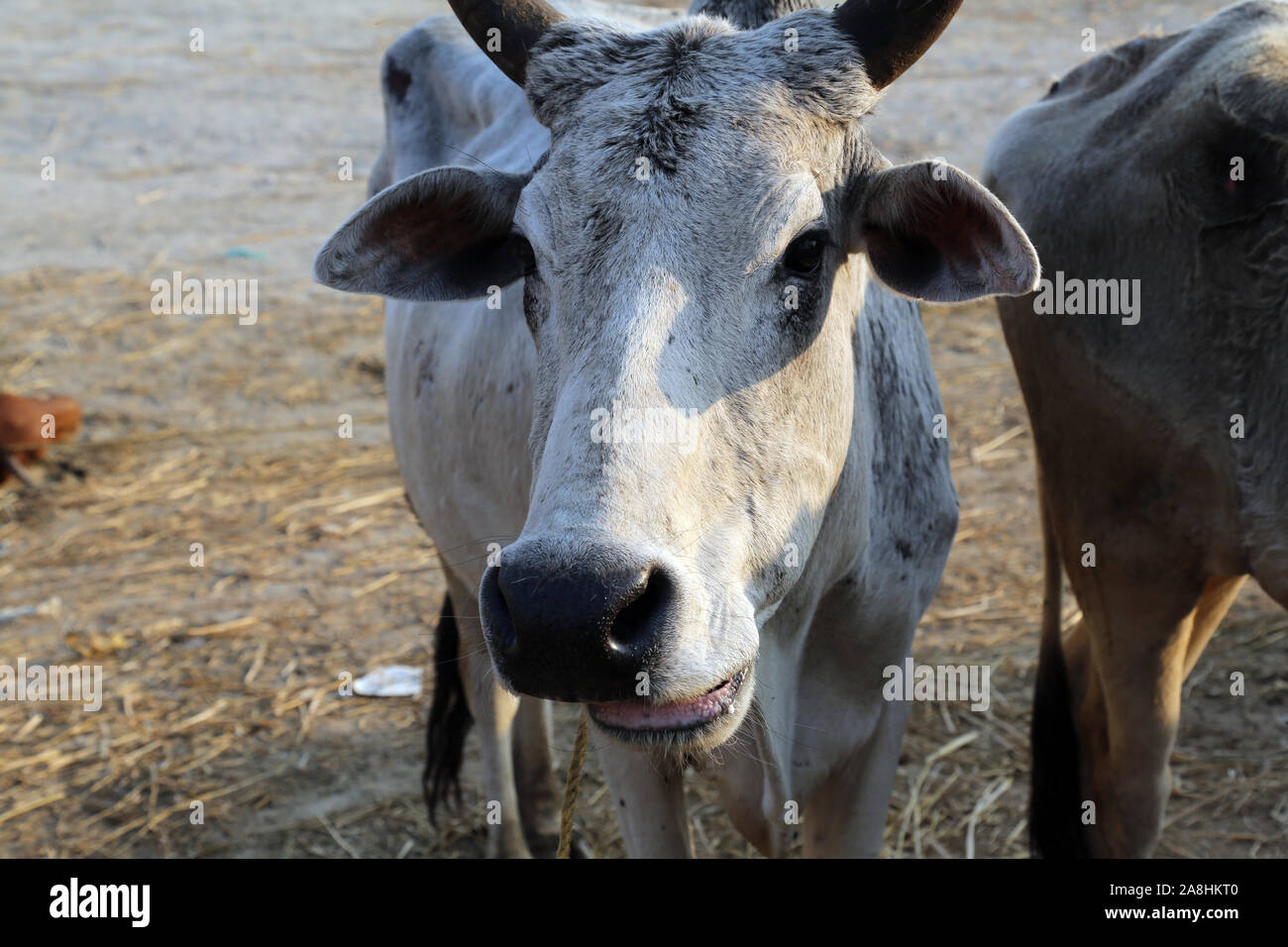 Portrait of a cow on the street in village Kumrokhali, West Bengal ...