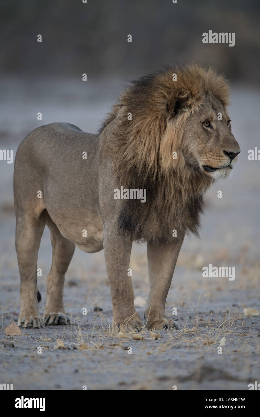Male lion full view hi-res stock photography and images - Alamy