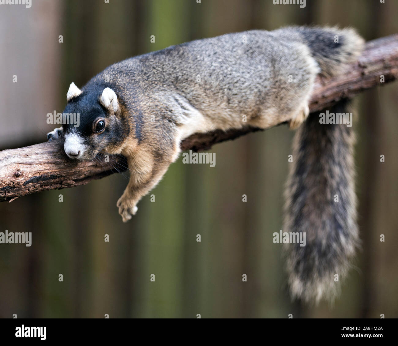 Sherman's Fox Squirrel resting on a branch and enjoying its surrounding ...