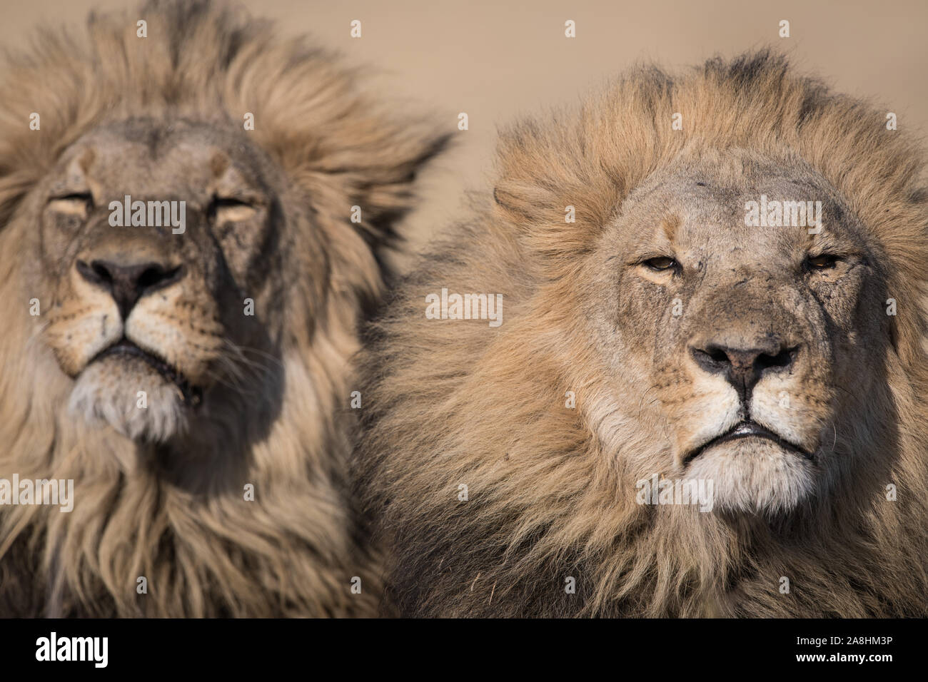 Lion brothers hi-res stock photography and images - Alamy