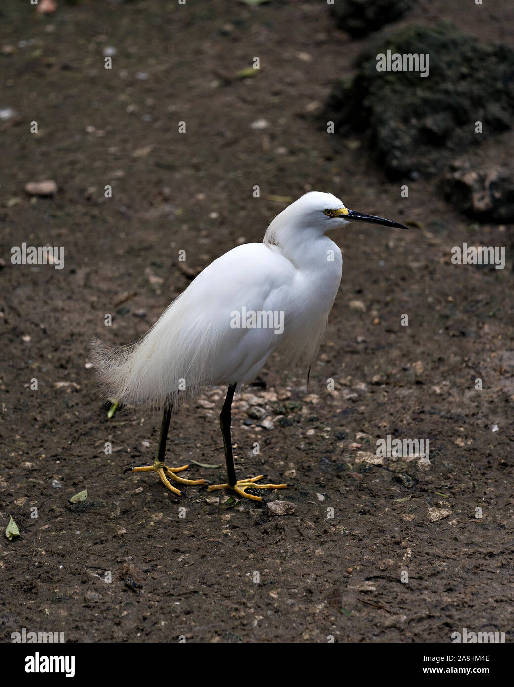 Egret With Yellow Feet