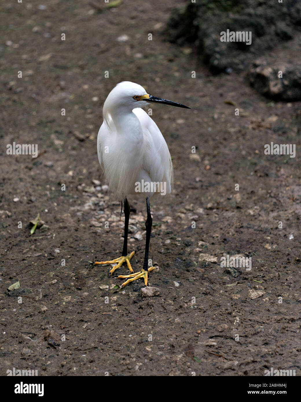 Snowy Egret close up standing and exposing its body, head, beak, eye ...