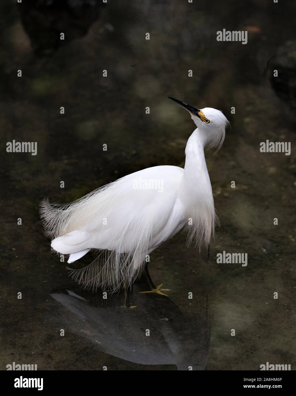 Snowy Egret close up standing in the water with a reflection with its ...